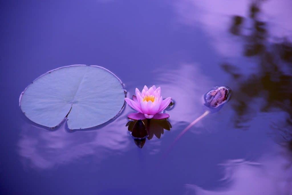 25 Examples Of Harmony In Nature Natural Universal Secrets
